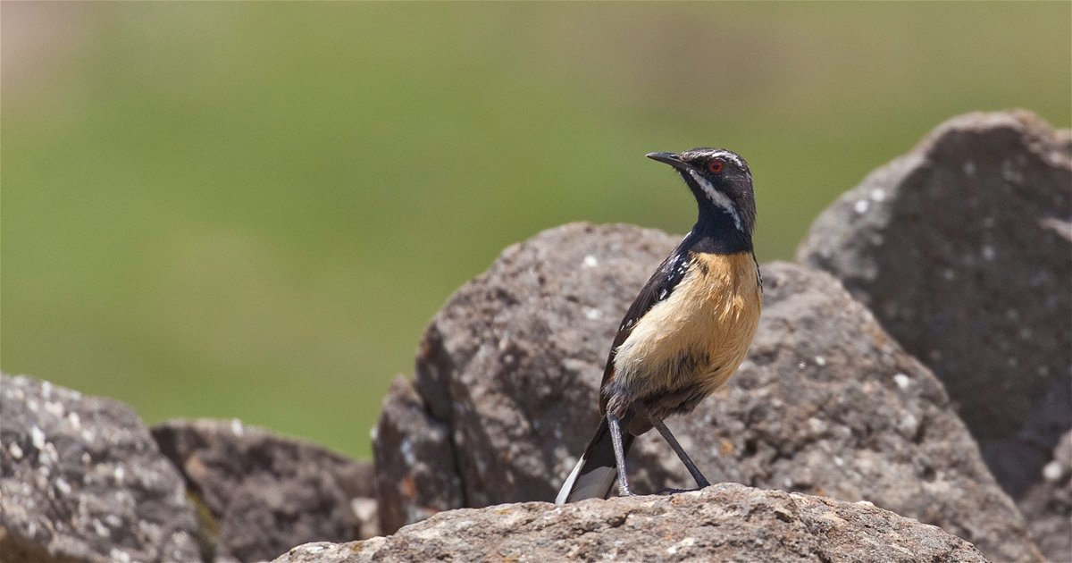 Small-Group Birding & Wildlife Safari Trips & Tours South Africa