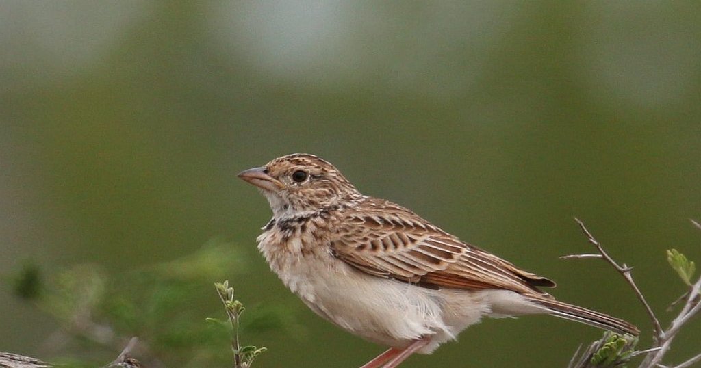Birding Tours: The Larks of Southern Africa