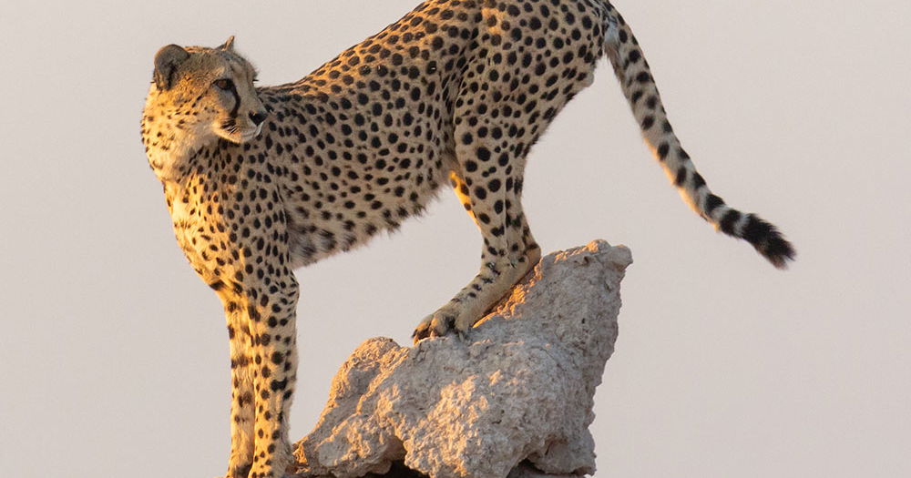 Namibia Safari trip Report, August 2024