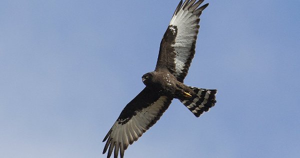 Tour Report: Western Cape birding trip; September 2021