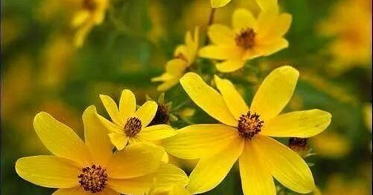 Ethiopian New Year, Enkutatash, Adey Abeba Flower