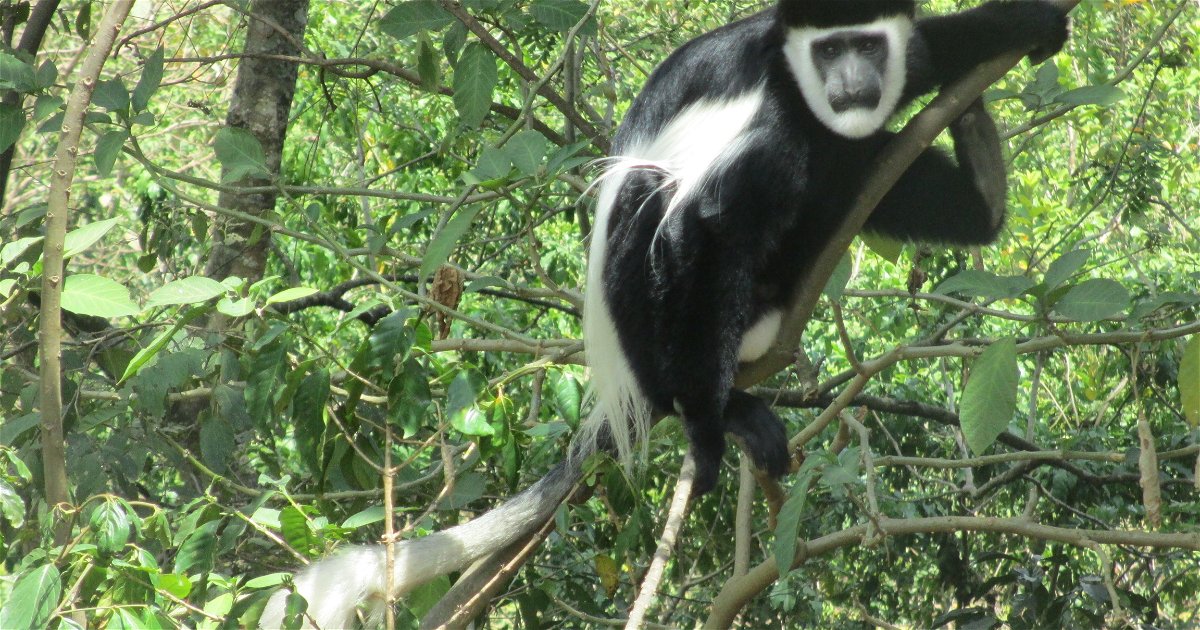 Menagesha Suba Forest - Pleasure Ethiopia Tours