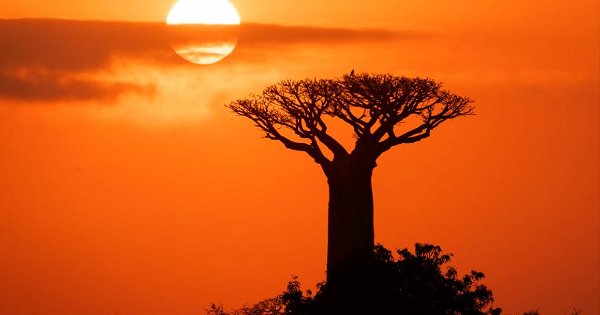 Madagascar - Land of Lemurs and Baobabs - Experiential Travel