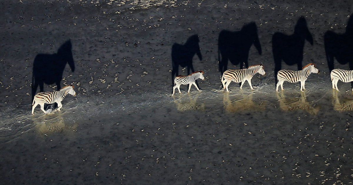 The Great Zebra Migration – Africa’s Longest Land Migration
