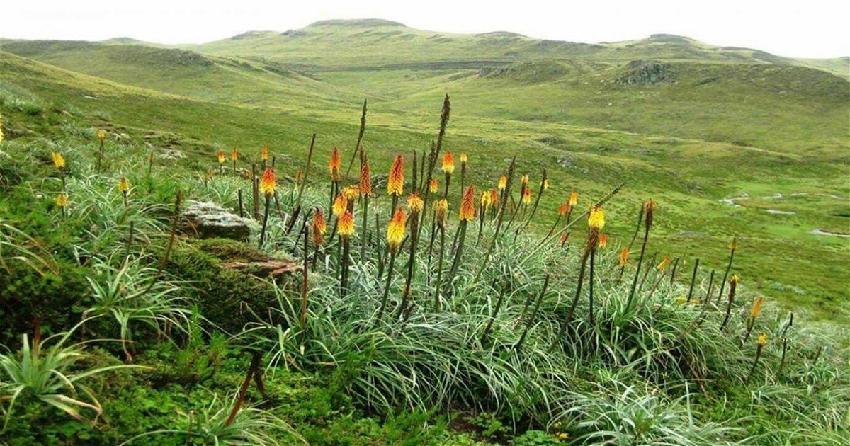 2 Days Guassa Wildlife and Landscapes - Freeland Tours and Travel