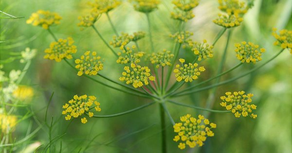 Sundial Farm by the Sea - Sundial Villa & Farm