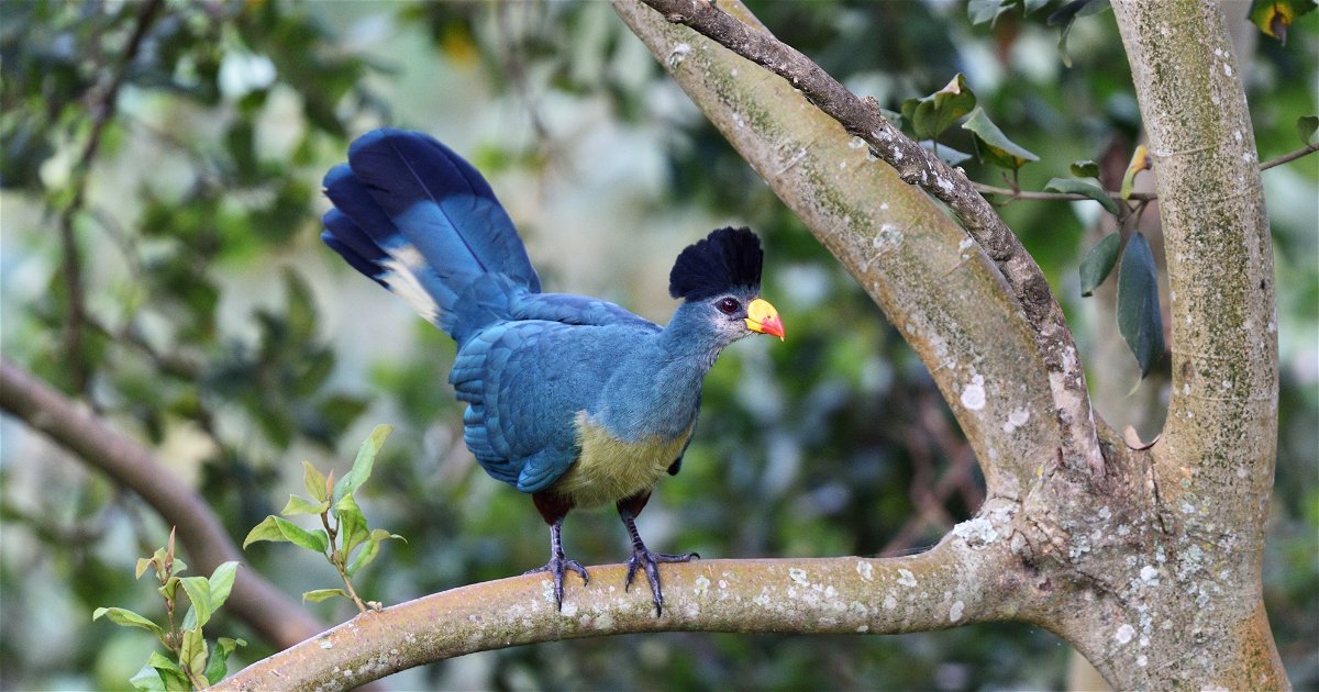 Birding in Liberia: A Guide to a Birding Paradise in West Africa ...