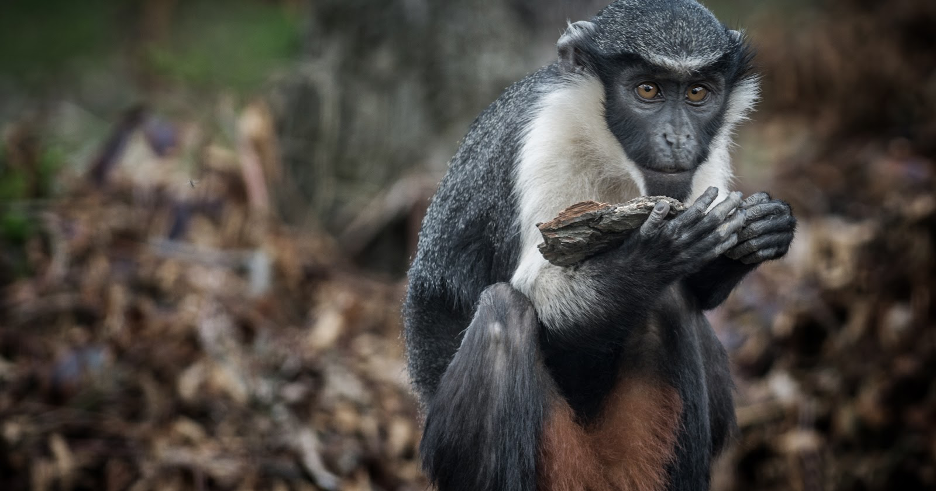 Explore Liberia’s Wildlife: Five Unique West African Species - Liberia ...