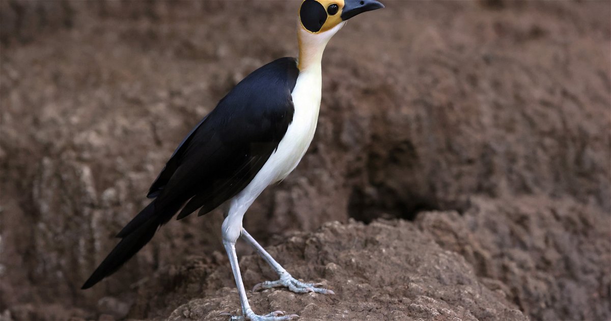 Birding - Liberia Tourism