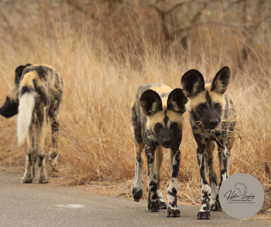 Our Top 5 places to see African Wild Dogs on Safari. - Hylton Langley ...