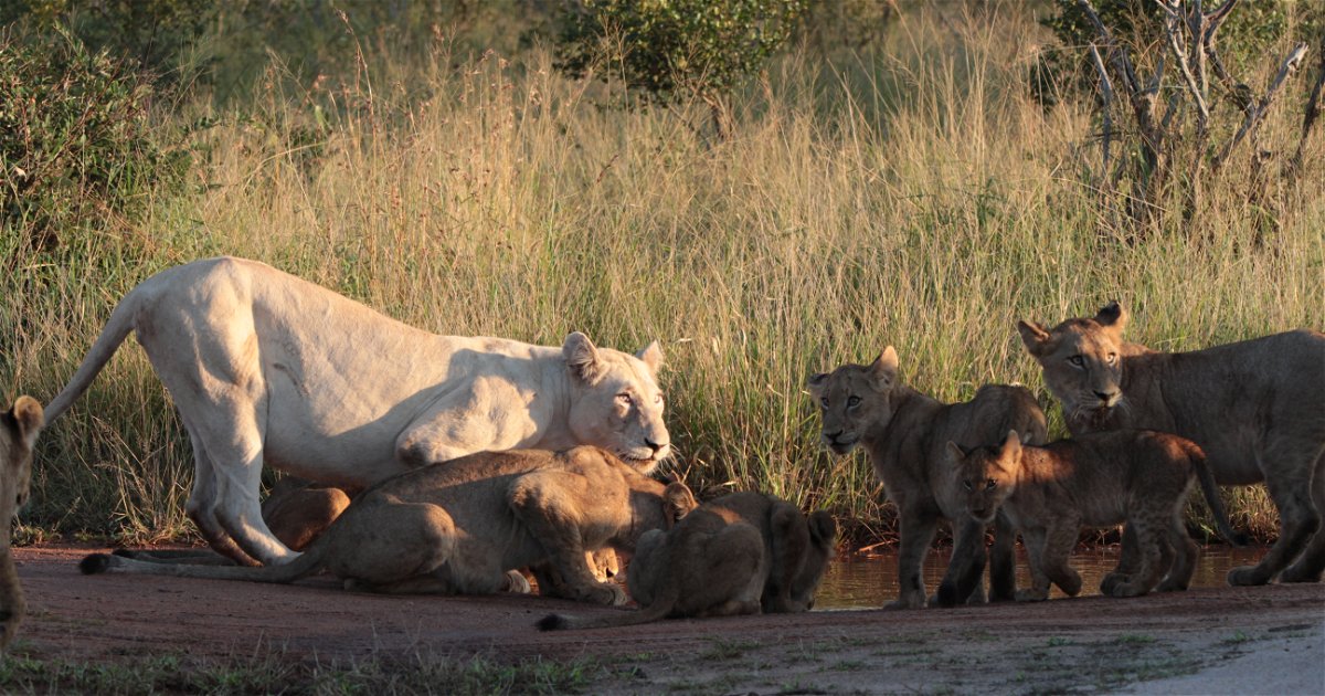 March Madness: Notes from the field - Hylton Langley Safaris