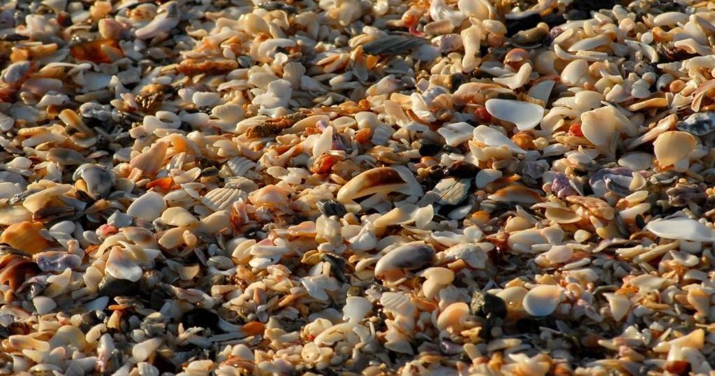 The unique shells of Jeffreys Bay - Shaloha Guesthouse on Supertubes