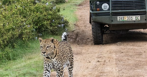 Game Drives - Pumba Private Game Reserve