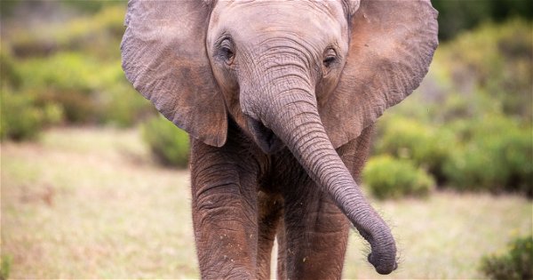 Babies of the Wild - Pumba Private Game Reserve