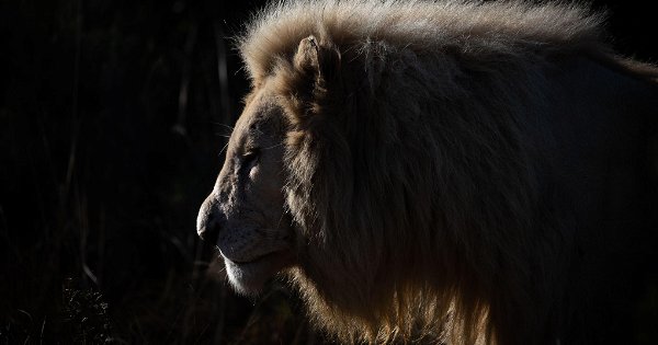 Encounter Africa’s Big 5 - Pumba Private Game Reserve