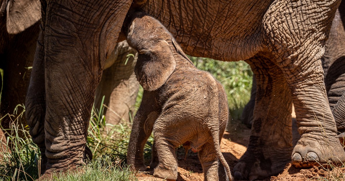 The Arrival of Another Baby Elephant - Pumba Private Game Reserve