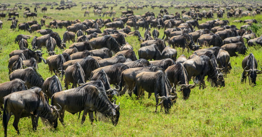 8-Day Wildebeest Migration Safari