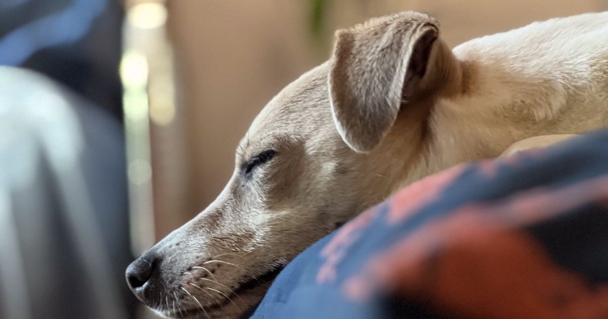 Dogs, dogs everywhere - The Old Potter's Inn