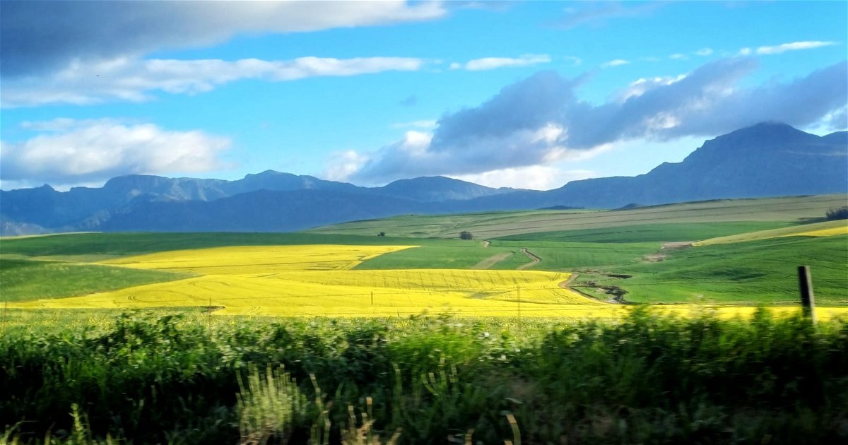 Canola flowers everywhere - The Old Potter's Inn