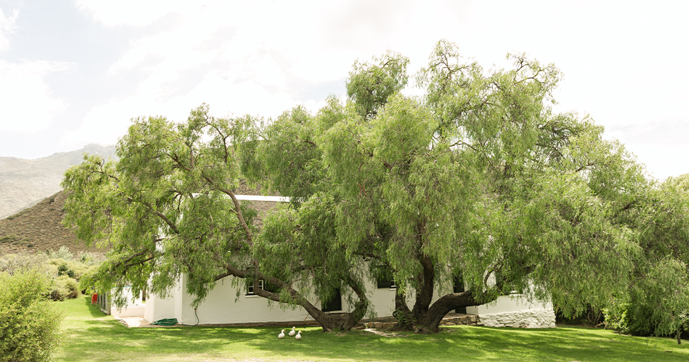 Penhill Farm: Pepper Tree
