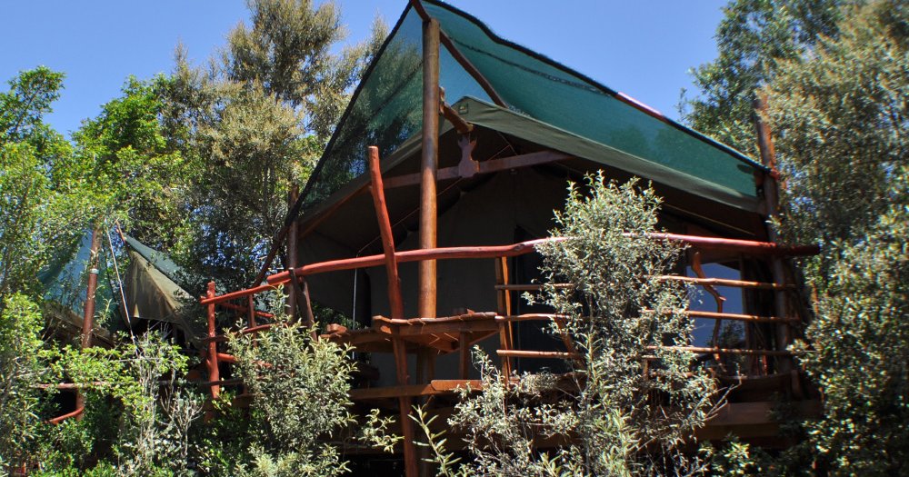 Teniqua Treetops: Family Treetop Suite