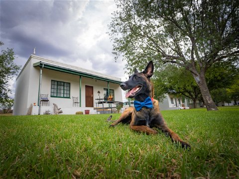 Book Pet-friendly Accommodation in South Africa - Holiday Dog