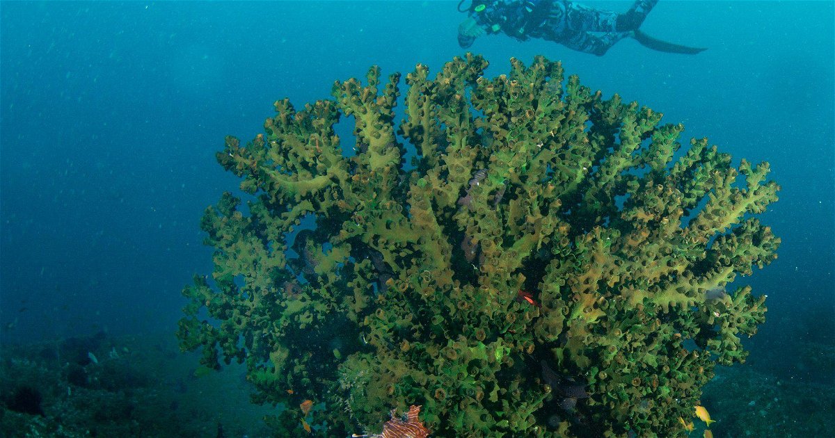 Guinjata Bay Dive Sites - Guinjata Dive Centre