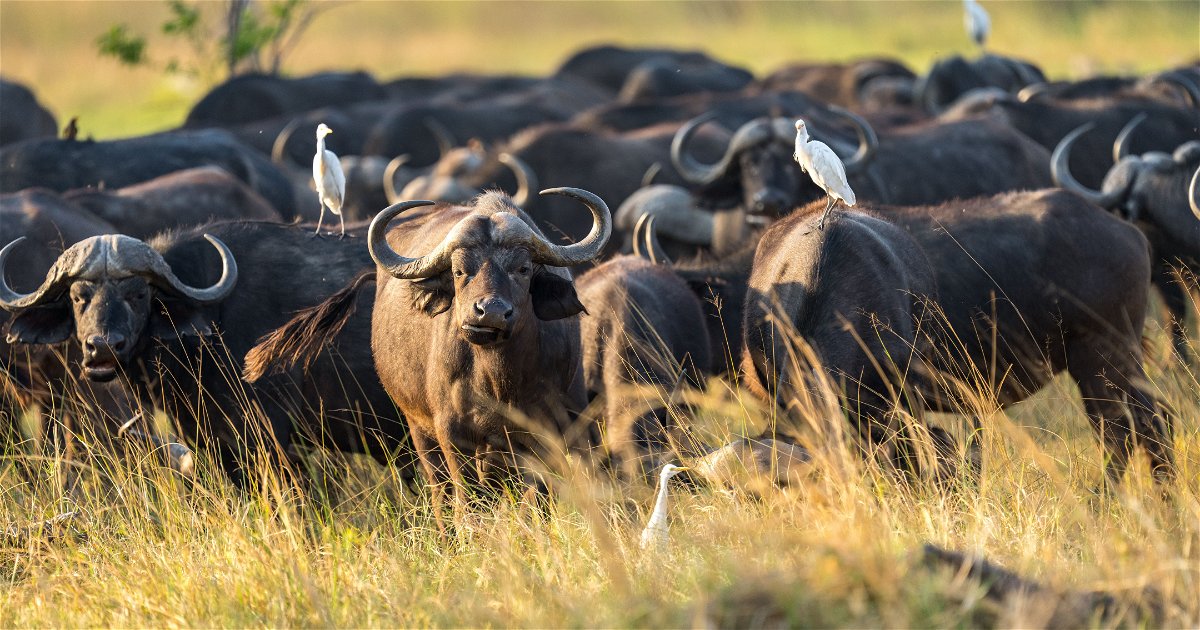 1-Day Chobe National Park Safari Tour - SA Vacations