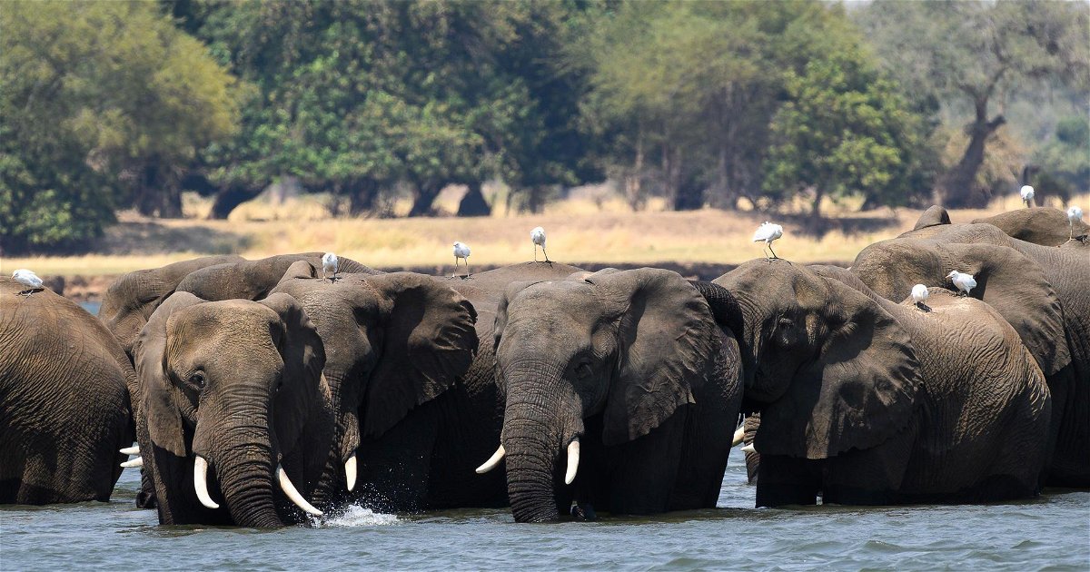 Exclusive African Safaris and Tailored Island Holidays | African Studio