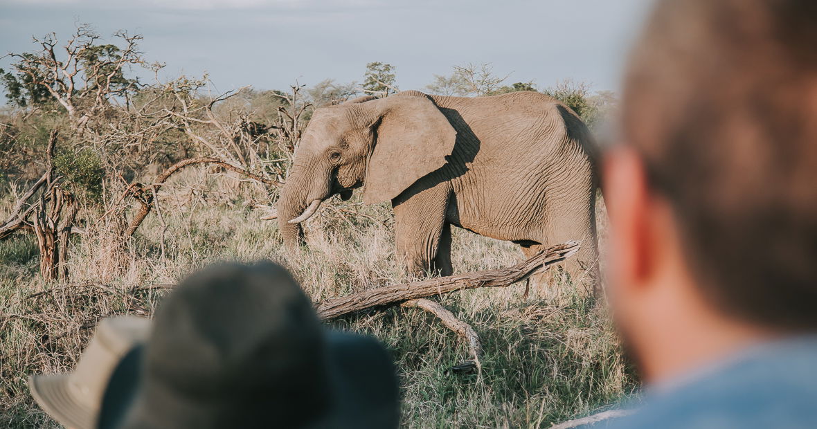 Exhilarating Game Drives - Waterbuck Game Lodge