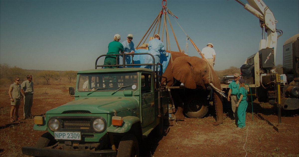 Vasectomies on males elephants proven not to alter behaviour