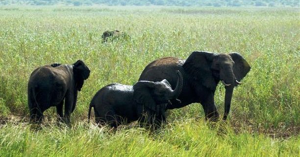 Maputo Special Reserve ( Elephant Reserve) - Catembe Gallery Hotel