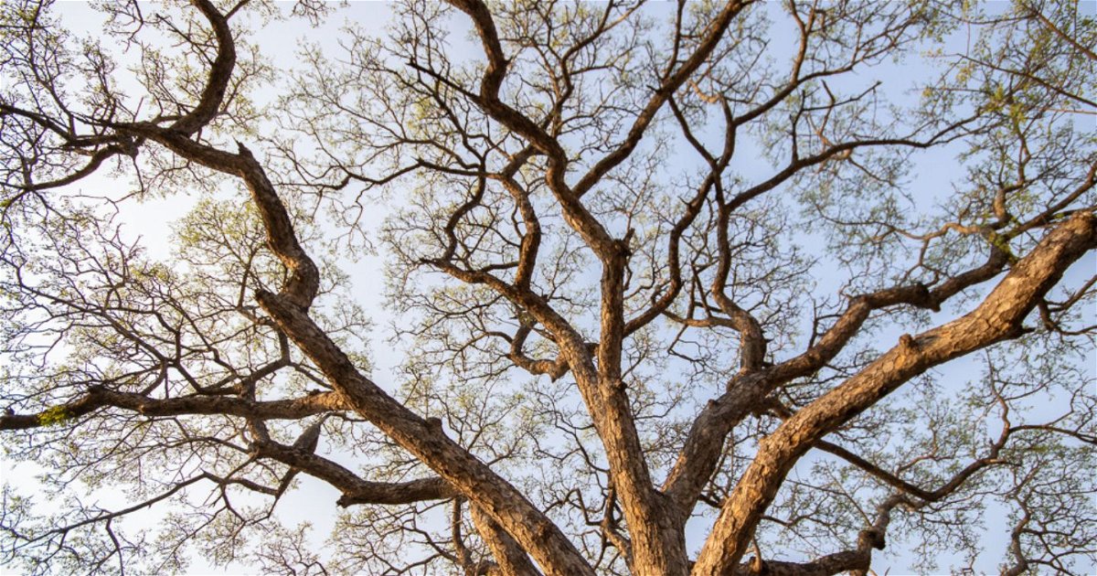 Discover Five Timeless Trees of the Lowveld - Shumbalala Game Lodge