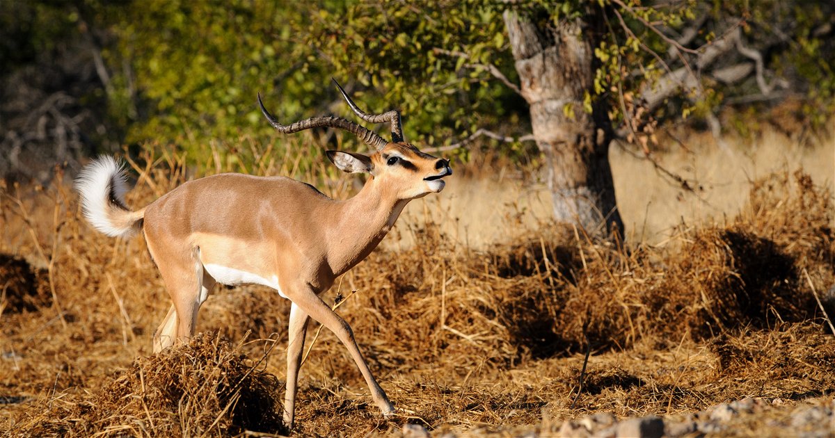 Impala Rutting Season: Nature's Spectacle in the African Wilderness ...