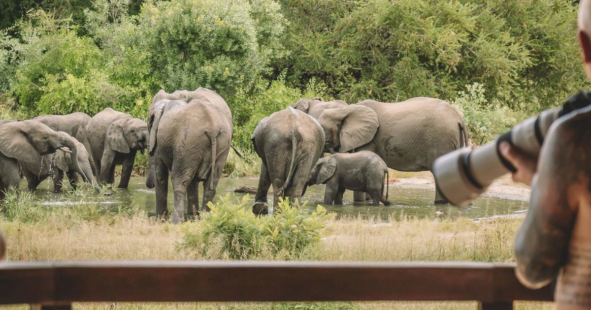 When giants visit: Elephant moments at the waterhole - Shumbalala Game ...