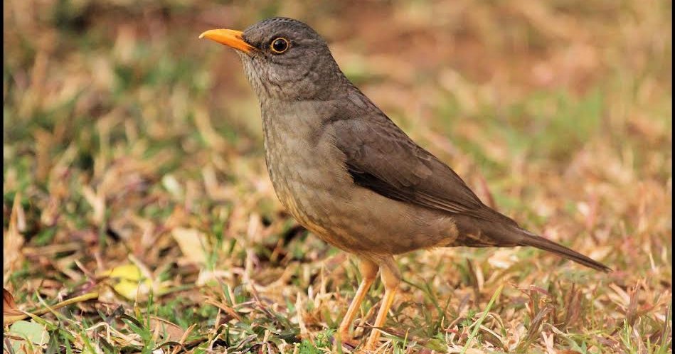 The Karoo Thrush - Matjiesfontein