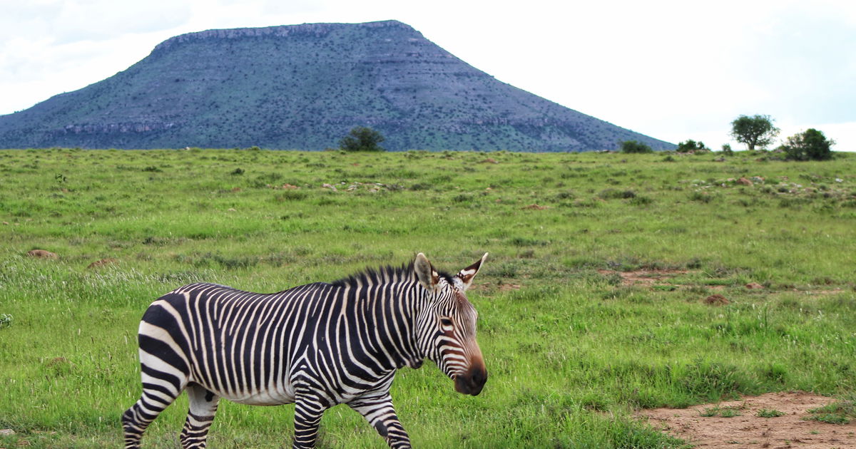 Untamed Beauty of Mountain Zebra National Park - Afroventures Tours ...