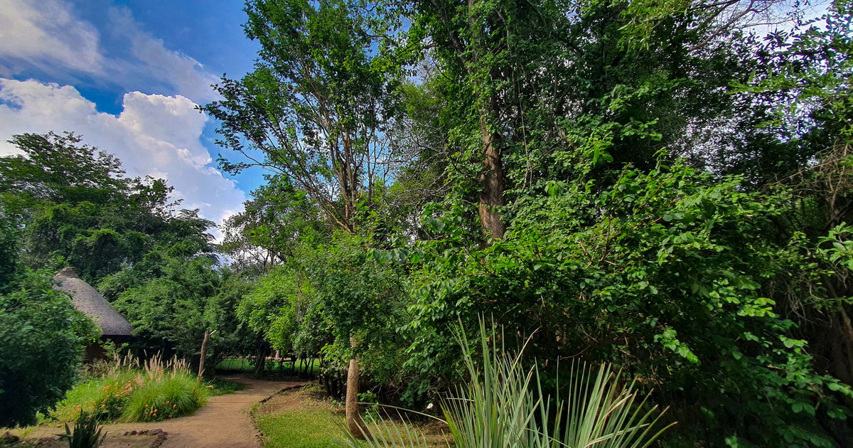 The Marvelous Benefits of Trees As seen at Munga Eco-Lodge