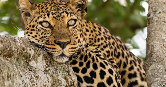 African Leopard Safari Experience | Needles Lodge Adventure Tours