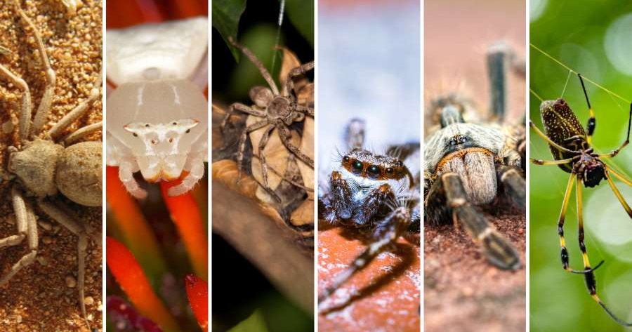 Discover the Unique Spiders of Kruger National Park | Needles Lodge ...