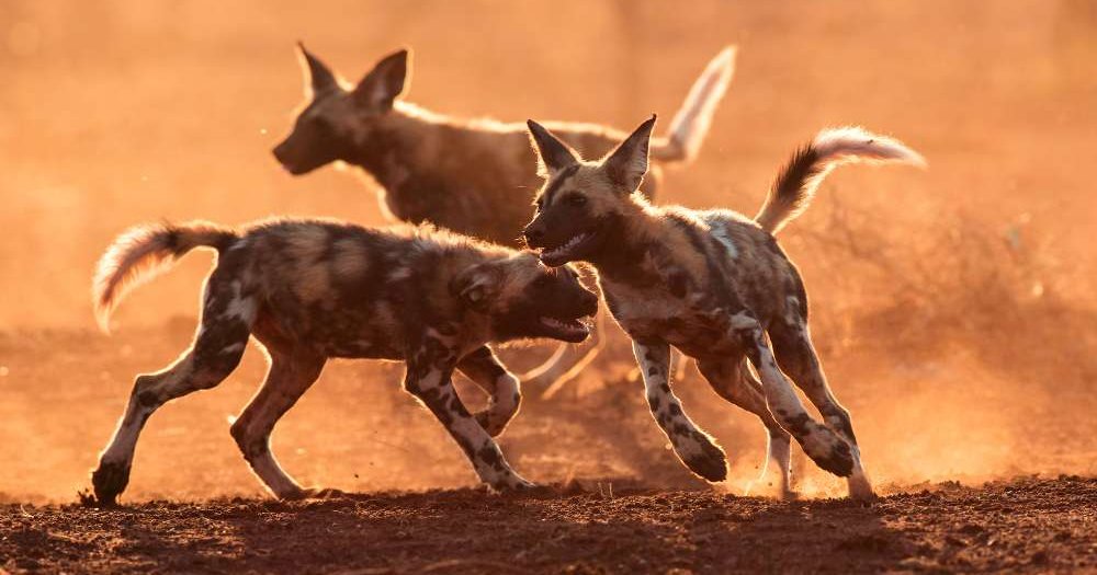African Wild Dogs: Symbols of Family & Loyalty | Needles Lodge Safaris