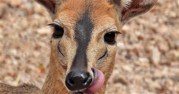 THE (UNCOMMON) COMMON DUIKER! - Needles Lodge