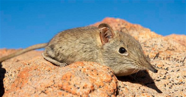 The Elephant Shrew - Needles Lodge