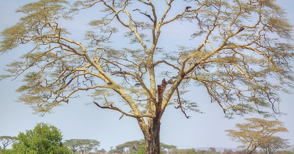 Fever Tree of the African Lowveld – Ghosts in the Riverine & Why They ...