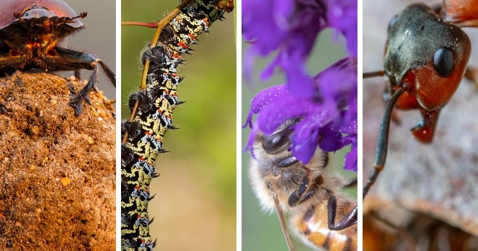 Discover Kruger's Tiny Giants: The Insect Architects of the Ecosystem