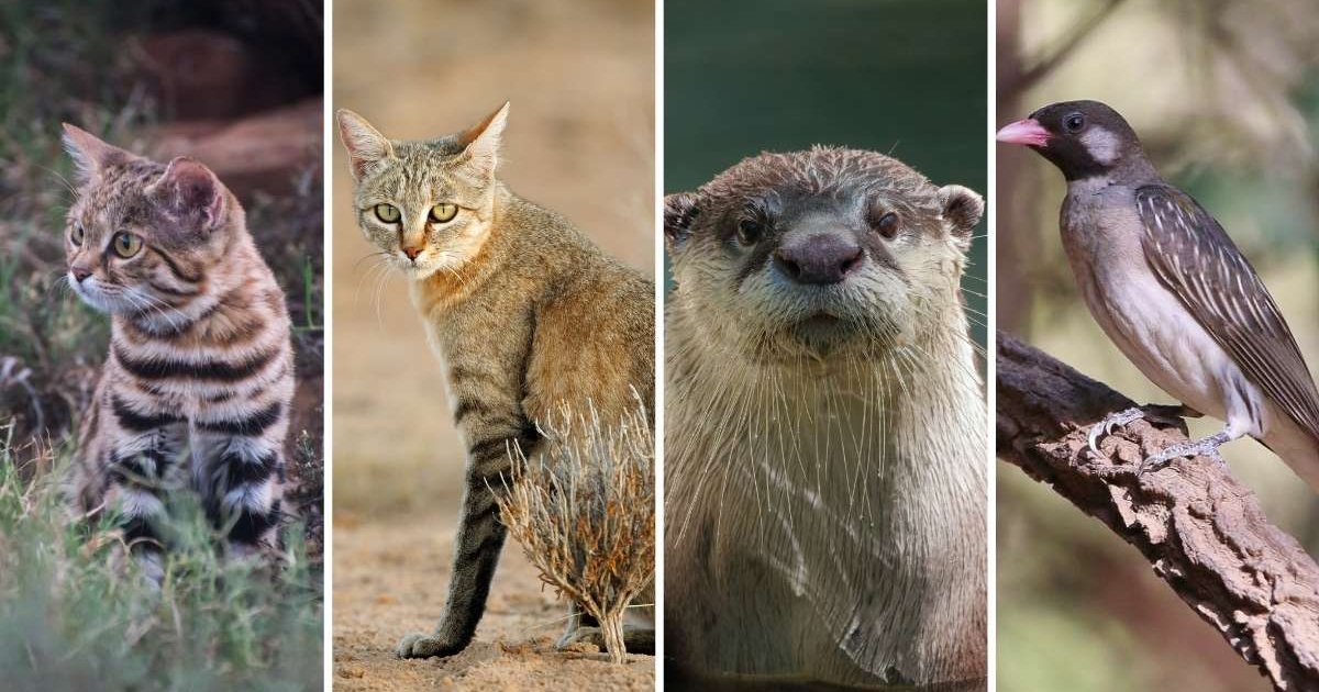 Unveiling Kruger's Hidden Treasures: The Lesser-Known Animals of South ...