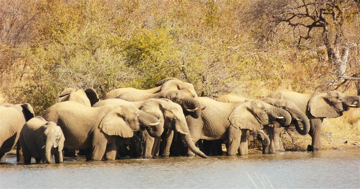 Elephant Leadership - Wamvenga Creative Coaching