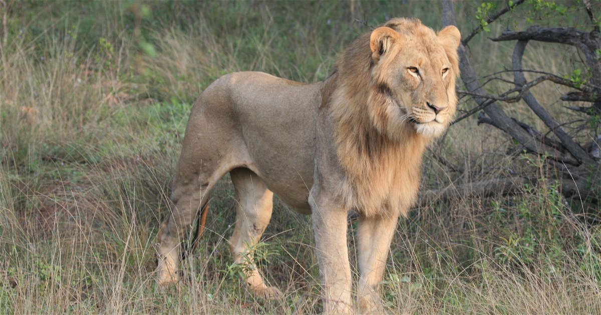 Lion Leadership - Wamvenga Creative Coaching