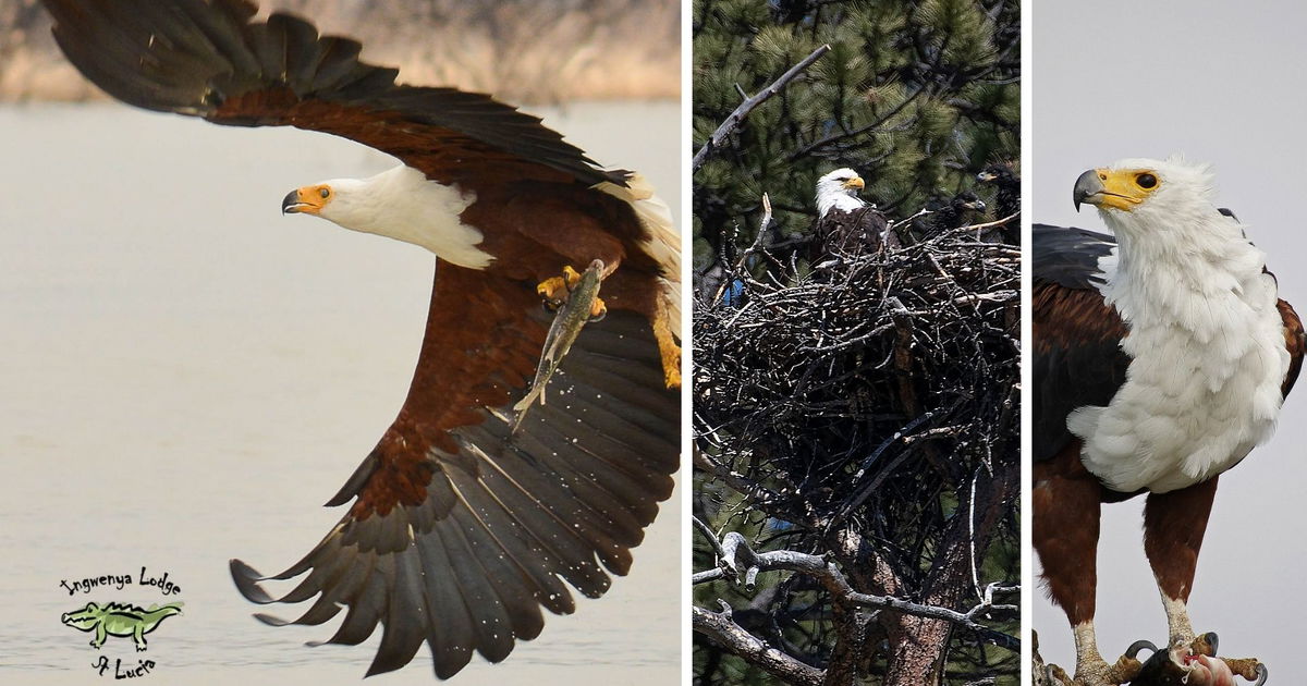 The African Fish Eagle in iSimangaliso Wetland Park – A Birdwatcher's ...