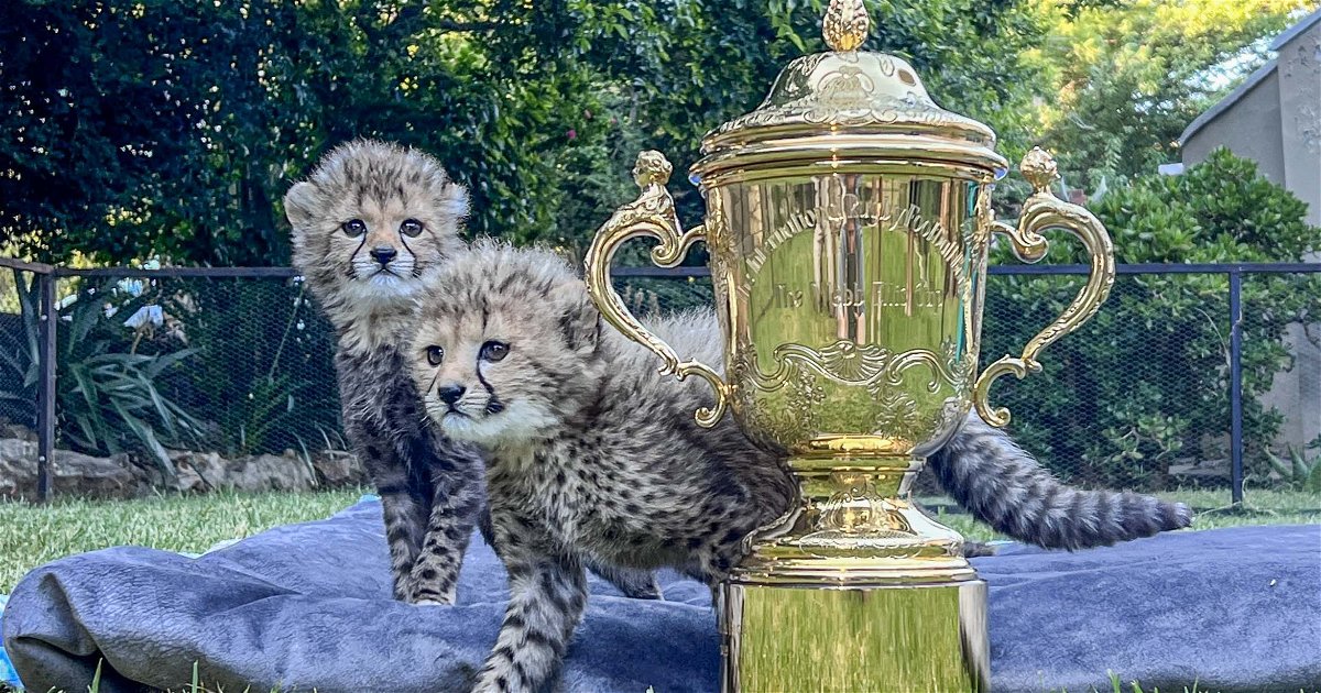 Rugby World Cub?! - Cango Wildlife